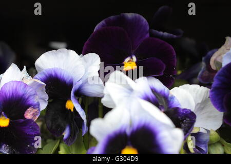 Pansy F1 Yellow Purple Wings Stock Photo - Alamy
