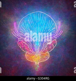 Human bladder, illustration Stock Photo - Alamy