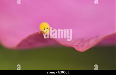 Deuterosminthurus pallipes globular springtail (forma repanda) on wall ...