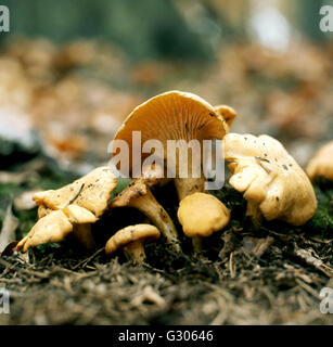 Mushrooms in nature Stock Photo - Alamy