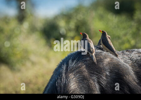 A water buffalo with two oxpeckers, birds that eat ticks, on its back ...