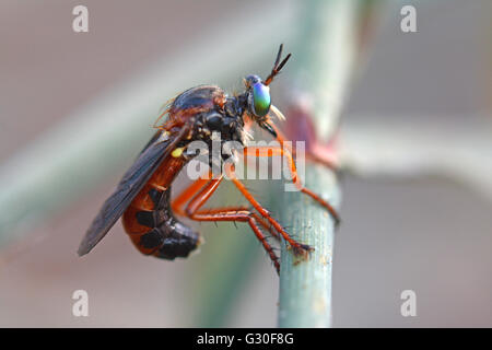 Robber fly side view Stock Photo - Alamy