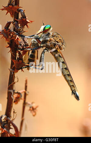 Robber-fly eat wasp Stock Photo - Alamy