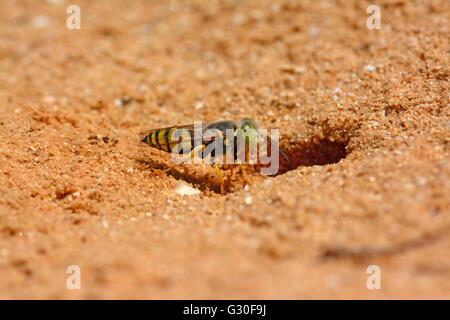 Female Sand wasp / Digger wasp (Bembix olivacea) excavating a nest hole ...