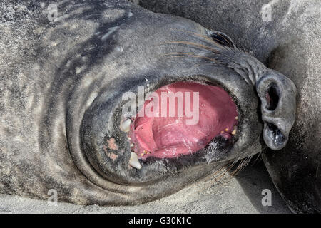 Southern Elephant Seal growling Stock Photo - Alamy