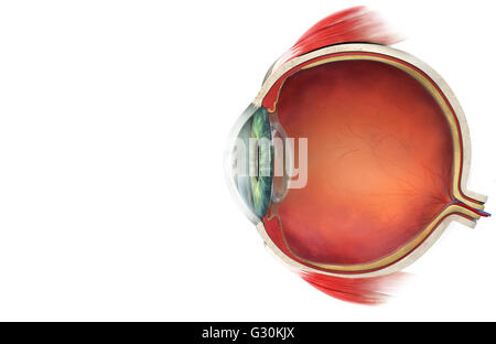 Cross-section of the human eye Stock Photo: 27703496 - Alamy