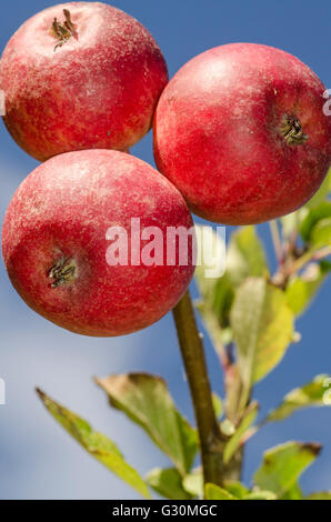 Three apples Malus domestica with red and yellow skin are stacked on a ...