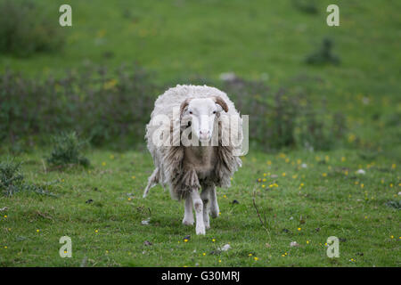 Close up moorland sheep Stock Photo - Alamy