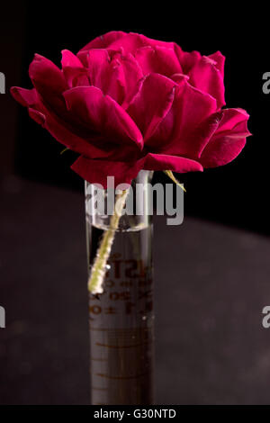 red rose in test tube Stock Photo - Alamy