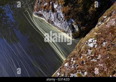 Pollen floating on water Stock Photo: 23340276 - Alamy