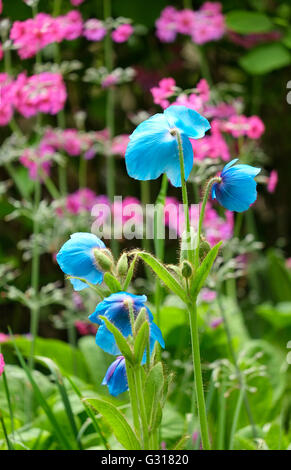 Pink Meconopsis (Himalayan Poppy) Flowers & Seed heads in a Border at ...