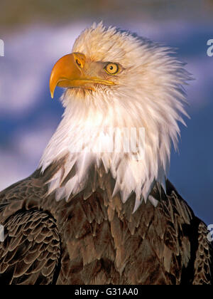 A beautiful portrait of a bald eagle Stock Photo - Alamy