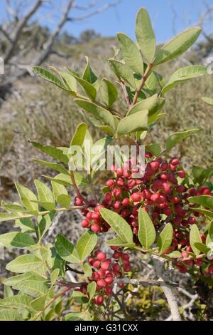 Resin on a Mastic tree, Pistacia lentiscus, with incisions in the bark ...