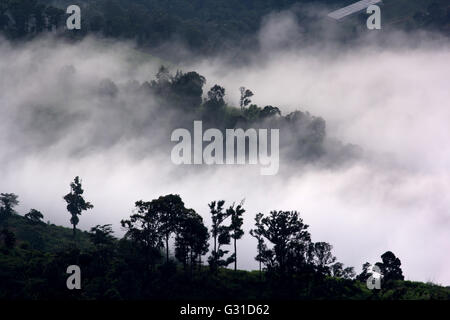 Fog flow at tropical rain forest and mountain landscape Stock Photo - Alamy