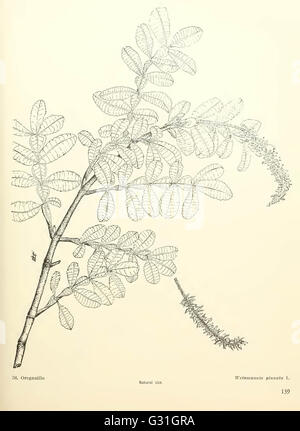 Common trees of Puerto Rico and the Virgin Islands Stock Photo - Alamy