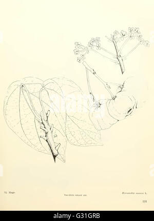 Common trees of Puerto Rico and the Virgin Islands Stock Photo - Alamy
