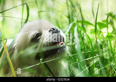 Funny pekingese dog smilingSAMSUNG CSC Stock Photo - Alamy