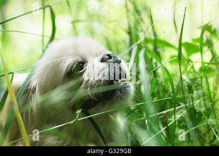 Funny pekingese dog smilingSAMSUNG CSC Stock Photo - Alamy