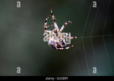 SPIDER MAKING HIS WEB Stock Photo - Alamy