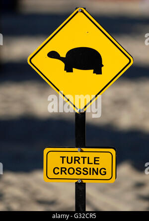Yellow warning sign TURTLE CROSSING, turtles crossing the beach for ...