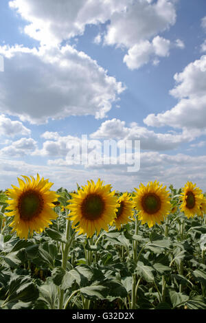 Sunflowers (Helianthus annuus), field of sunflowers, Romania, Europe ...