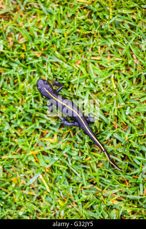 Young Triturus carnifex, Salamandridae, Italy Stock Photo - Alamy