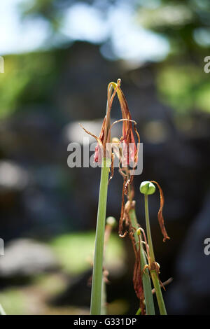 Stalks of dried plants on a blurred autumn background close-up Stock ...