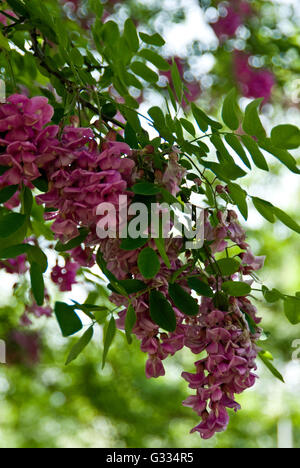 Robinia pseudoacadia, Purple Robe, Locust Stock Photo - Alamy
