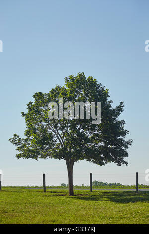 lone maple tree on a Lancaster County farm. Amish Country, Pennsylvania ...