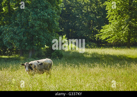 Dairy cattle on an Amish farm. Amish Farm, Lancaster County, PA Stock ...
