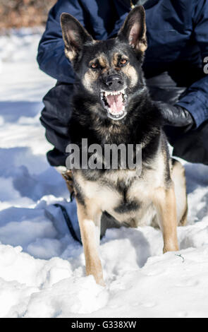 german shepherd guard dog growling Stock Photo - Alamy