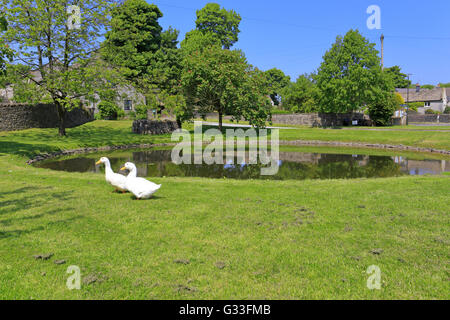 A pair of domestic white geese by the village duck pond on the green in ...
