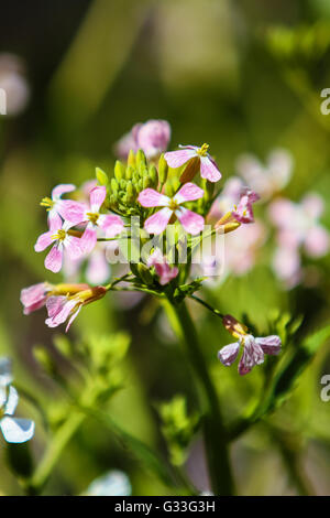 Wild radish Jointed Charlock (Raphanus raphanistrum : Brassicaceae ...