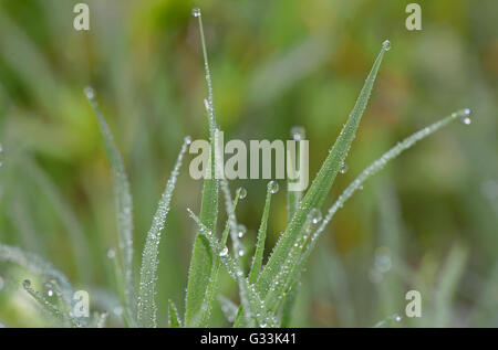 Fresh green grass with dew drops close up Stock Photo - Alamy
