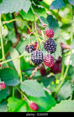 Selective focus shot of a growing wild strawberry Stock Photo - Alamy