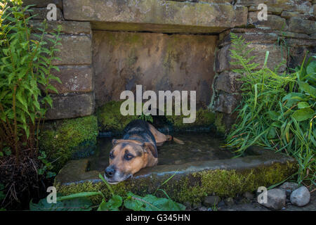 Dog in water trough cooling down on hot day Stock Photo - Alamy