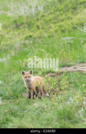 Fox in Oregon's Wallowa Valley Stock Photo - Alamy