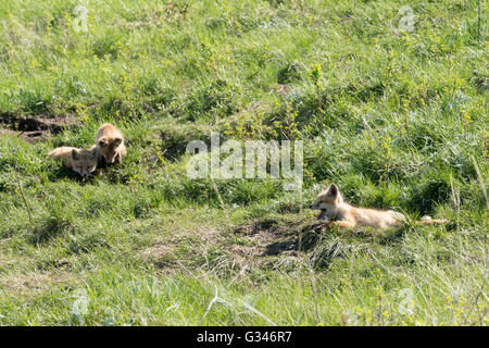 Fox in Oregon's Wallowa Valley Stock Photo - Alamy