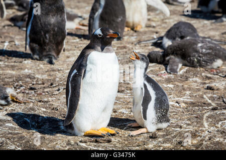 Gentoo penguin rookery at Bluff Cove, Falkland Islands, British ...