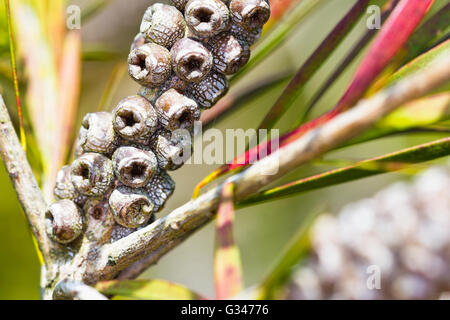 Narrow-leaved Bottlebrush cones-Callistemon linearis-Family Myrtaceae ...