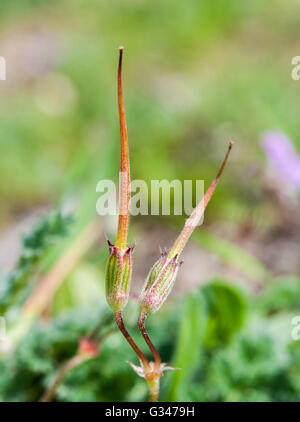 Fruits of Redstem filaree, Erodium Cicutarium. Photo taken in San ...