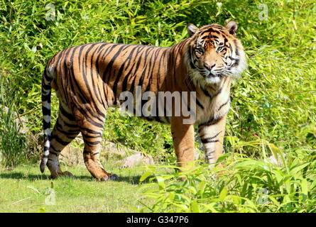 Mature male Sumatran tiger (Panthera tigris sumatrae) licking his mate ...