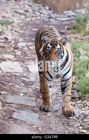 The image of Tiger ( Panthera tigris ) Machli stalking prey, was taken ...