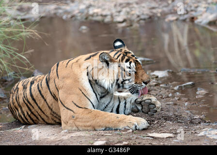 The image of Machli Bengal Tigress ( Panthera tigris) in Ranthambore ...