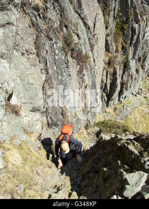 Scrambling up the classic route Jack's Rake on Pavey Ark, Langdale ...