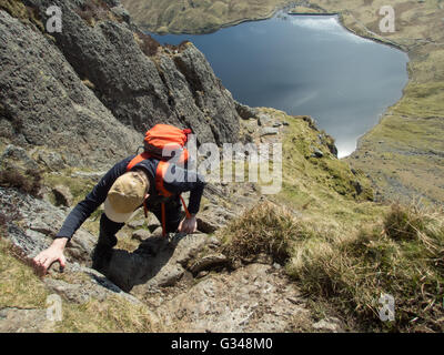 Scrambling up the classic route Jack's Rake on Pavey Ark, Langdale ...