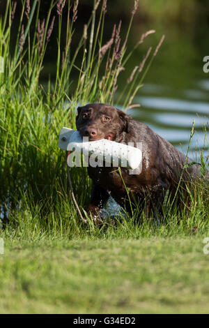 A Chocolate lab training for duck hunting Stock Photo - Alamy