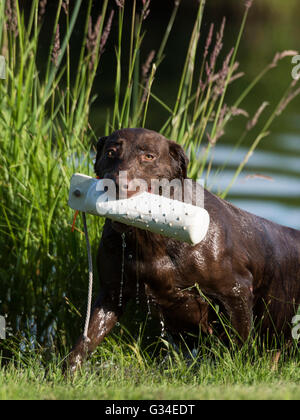 A Chocolate lab training for duck hunting Stock Photo - Alamy