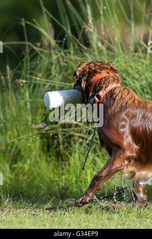 A golden Retriever with a training bumper on a late summer day Stock ...