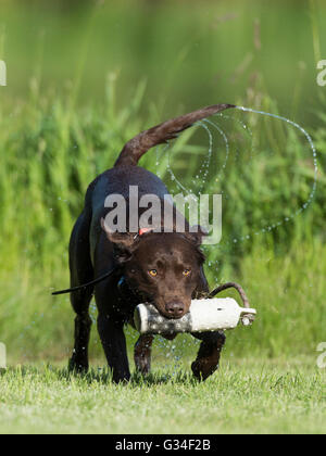 A Chocolate lab training for duck hunting Stock Photo - Alamy